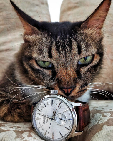 Dogs And Watches - A Wonderfully Distracting Photo Gallery | Watchonista