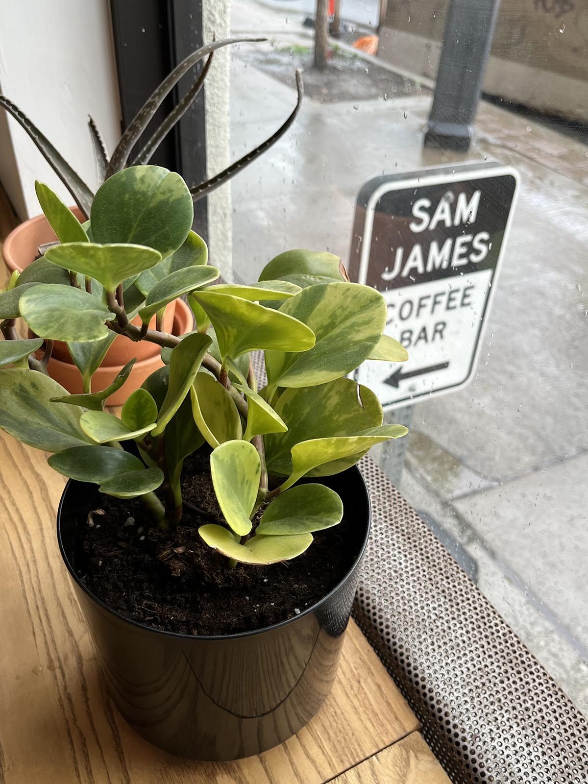 Rhonda Riche’s Guide to Toronto, Presented by Watchonista | Watchonista