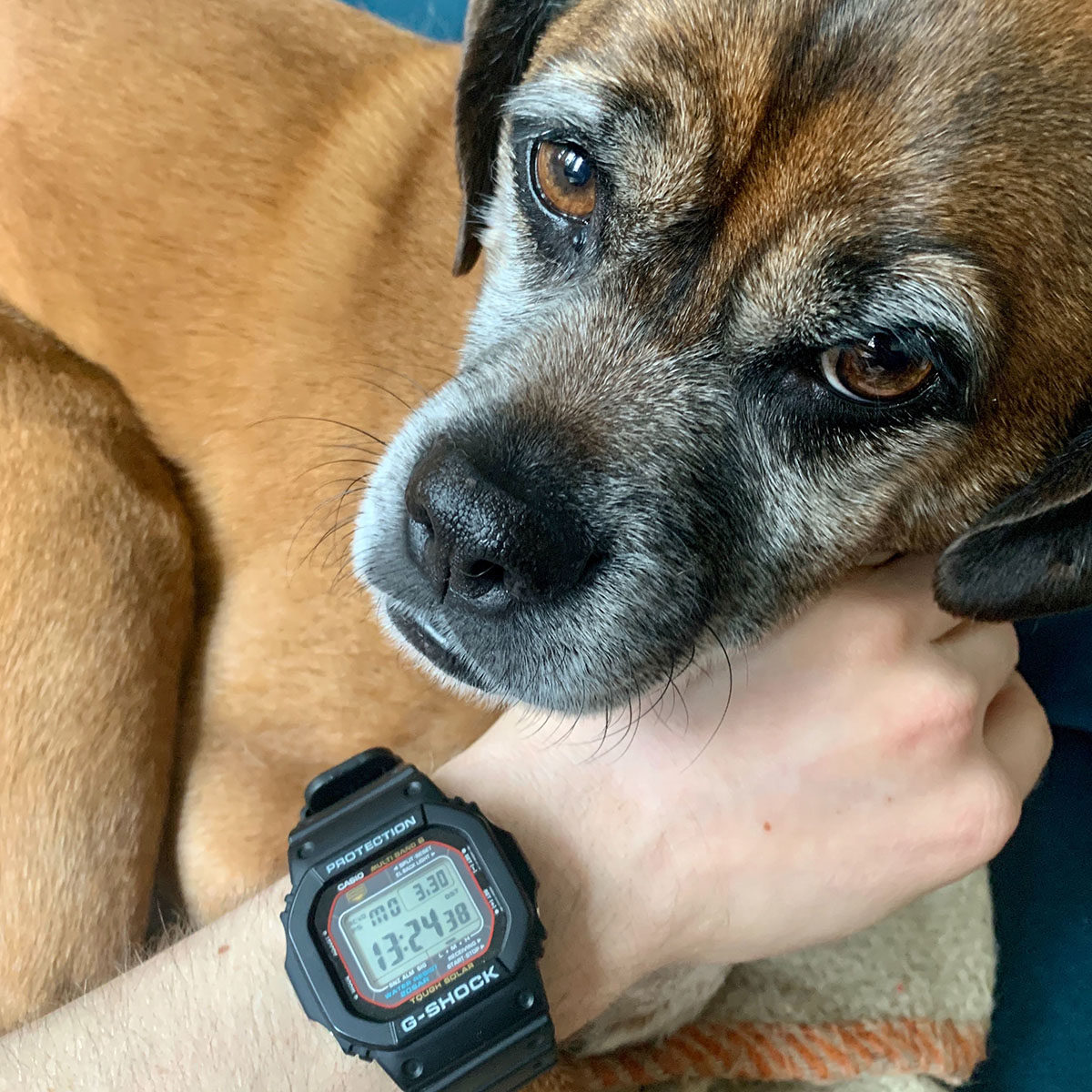 Dogs And Watches - A Wonderfully Distracting Photo Gallery | Watchonista