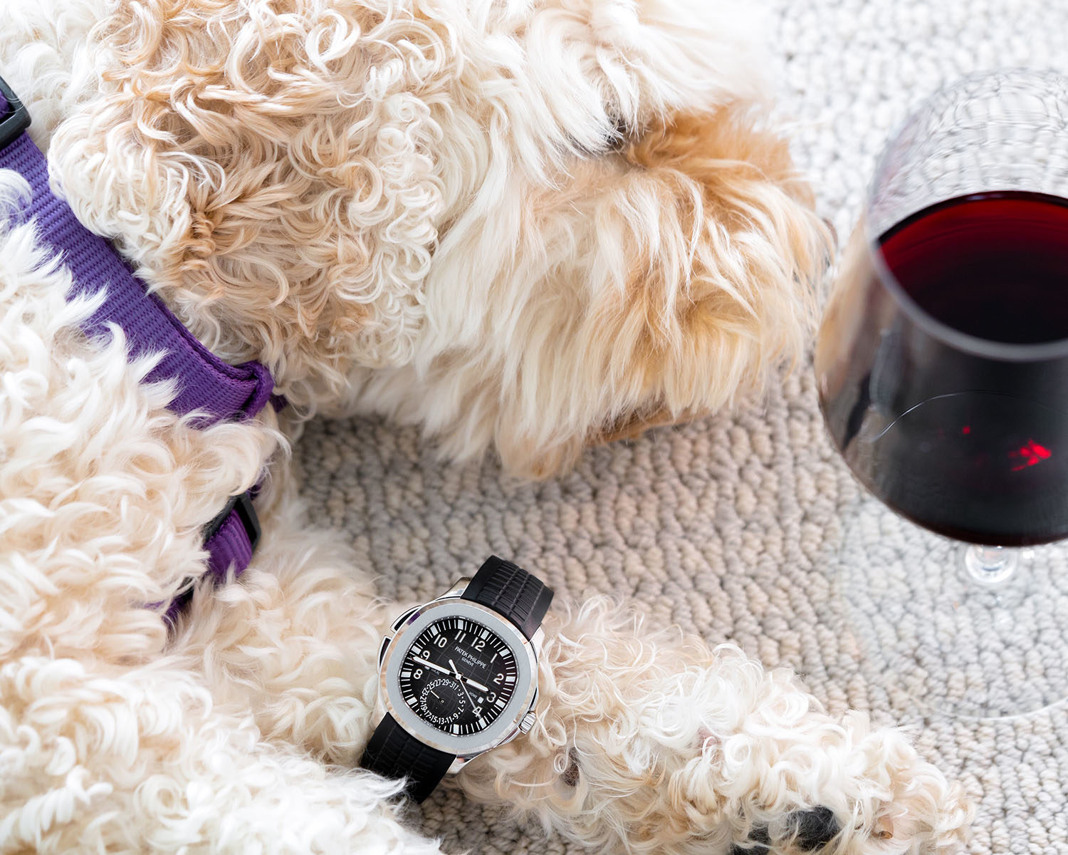 Dogs And Watches - A Wonderfully Distracting Photo Gallery | Watchonista