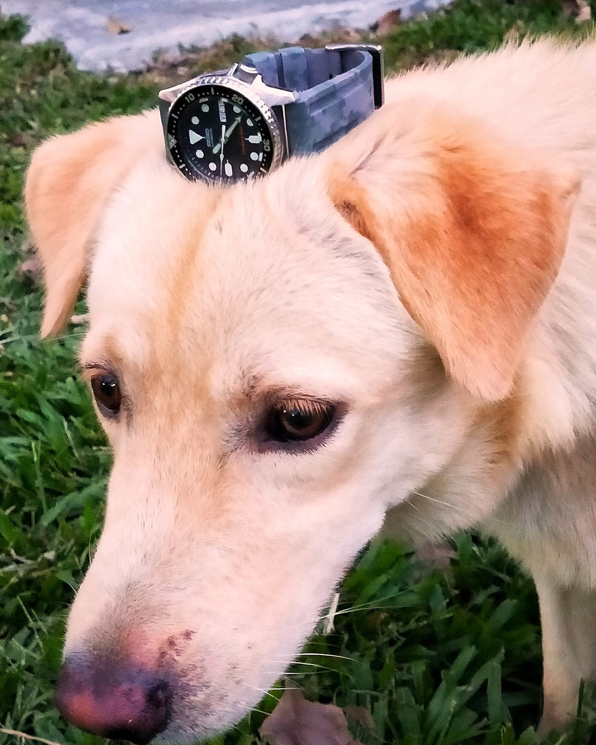 Dogs And Watches - A Wonderfully Distracting Photo Gallery | Watchonista