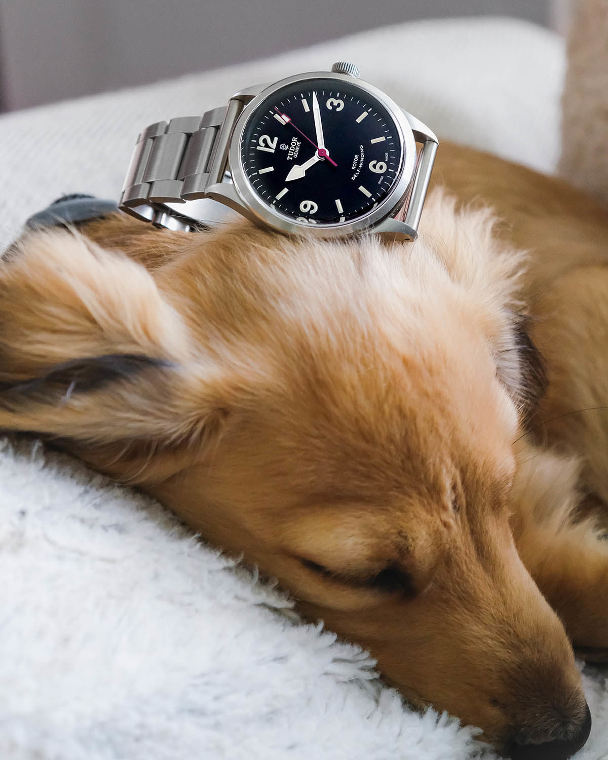 Dogs And Watches - A Wonderfully Distracting Photo Gallery | Watchonista